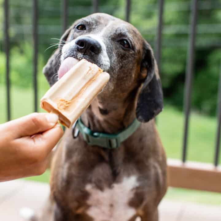 Dog Popsicles - The Almond Eater
